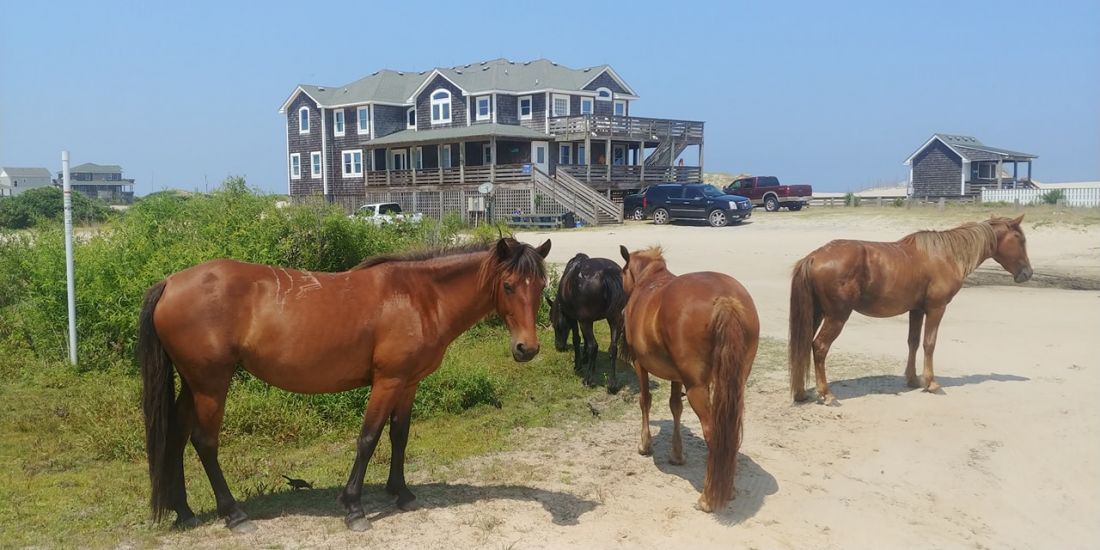 Gallery | Corolla Wild Horse Tours | Outer Banks, NC
